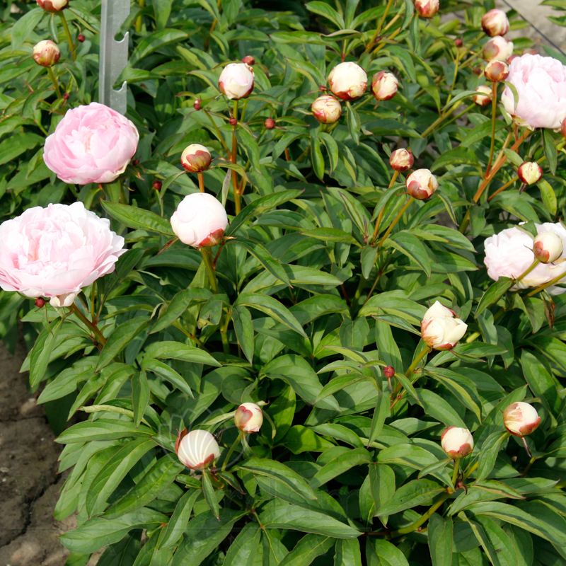 Unable to fetch data.